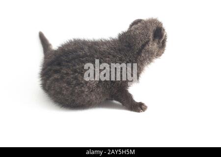 The baby small Indian civet (Viverricula indica) is a civet native to ...