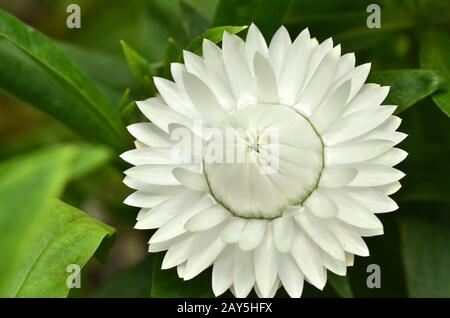 Sunny Side Up Shasta Daisy blossom in the garden Stock Photo - Alamy