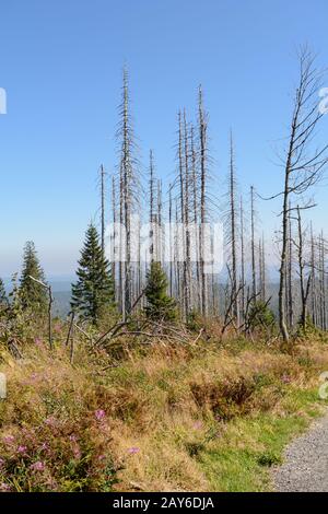 Bavarian Forest Waldsterben death forest Stock Photo - Alamy