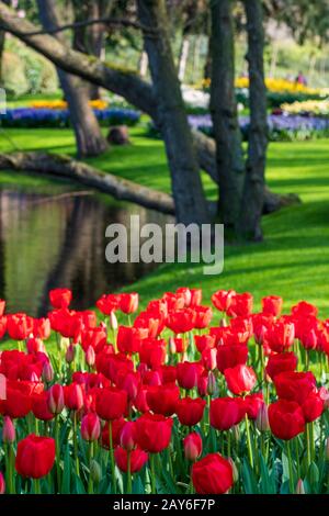 Red beautiful tulips. Flowers on a dark background Stock Photo - Alamy