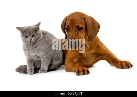 Male Lilac British Shorthair Domestic Cat playing with Rhodesian ...
