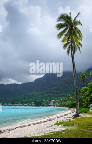 Coconut trees, Moorea, Society Islands, French Polynesia Stock Photo ...