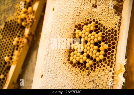 Young bees, male drones on a honey frame Stock Photo - Alamy