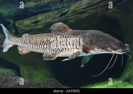 Pseudoplatystoma tigrinum fish, the tiger sorubim long whiskered ...