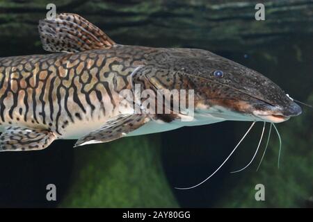 Pseudoplatystoma tigrinum fish, the tiger sorubim long whiskered ...