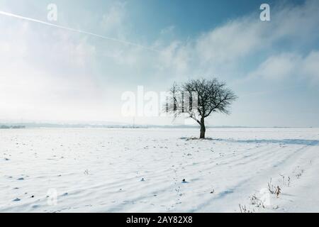 Lonely tree in a field covered in the grass under a cloudy sky during ...