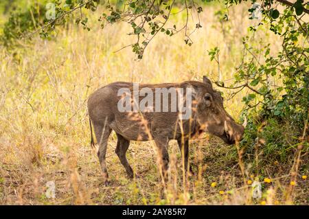Isolated Phacochere in the savannah countryside of Nairobi Park in ...