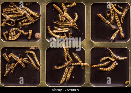 Chocolate with edible insects and worms, alternative food Stock Photo ...