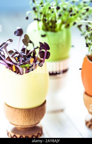Growing healthy sprouts in Easter egg shell, dieting concept Stock ...