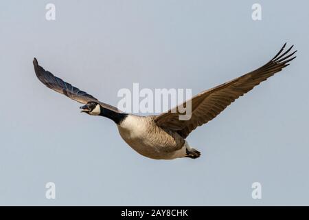 White goose against blue sky on sunny day Stock Photo - Alamy