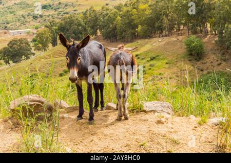 Two donkeys on a mound in a meadow in the mountains of Sicily Stock ...
