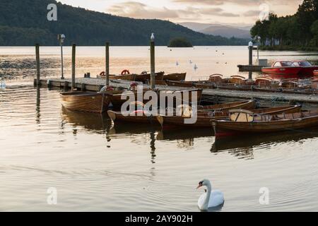Mute swan by boats on shore of Lake Windermere Lake District National ...