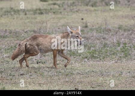 African Golden Wolf (Canis anthus bea) adult, standing in short grass ...