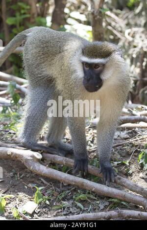 Male vervet monkey standing on hind legs Stock Photo - Alamy