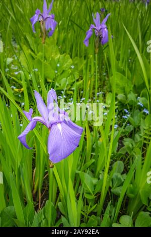 Iris in Nikko botanical garden, Japan Stock Photo - Alamy