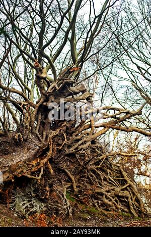 Twisted gnarled roots of big huge old tree in forest, jungle or ...