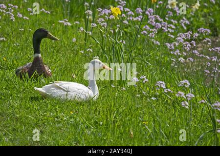 Ducks in a spring meadow Stock Photo - Alamy