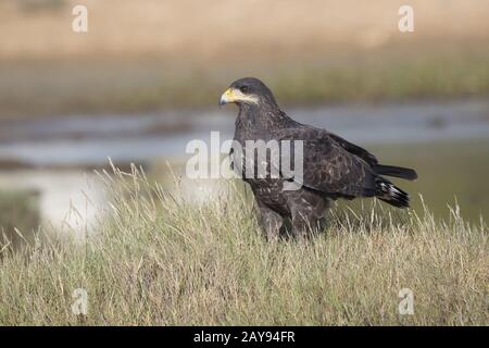 Cuban Black Hawk (Buteogallus gundlachii) adult feeding on crab prey ...