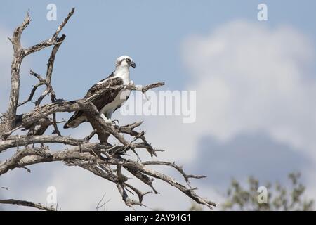Cuban Osprey that sits on the dry branches of a tree on the shore of ...