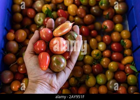 Handful of red shiny cherry tomatoes. Isolated over white background ...