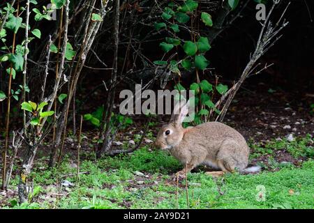 Wild rabbits in Sweden Stock Photo - Alamy
