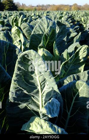 Cauliflower field, cauliflower Stock Photo - Alamy