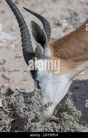 Springbok antelopes in the Etosha National Park Stock Photo - Alamy