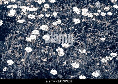 People look at a flower bed in St. Petersburg, Russia, Tuesday, June 16 ...