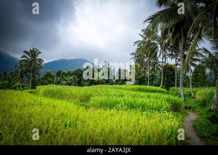 Paddy field rice terraces, Munduk, Bali, Indonesia Stock Photo - Alamy