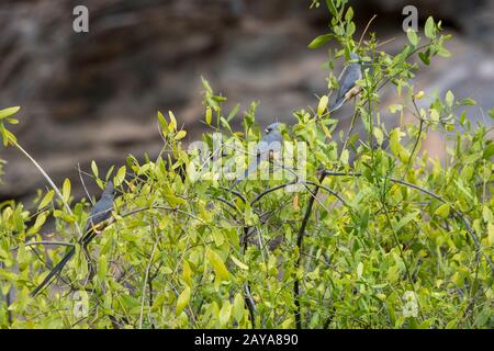 Mousebirds (family Coliidae, order Coliiformes) perched in a bush in ...