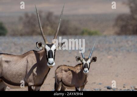 A baby Gemsbok antelope in Southern African savanna Stock Photo - Alamy