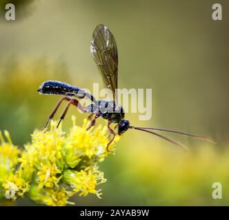 Hornet on straw flower Stock Photo - Alamy