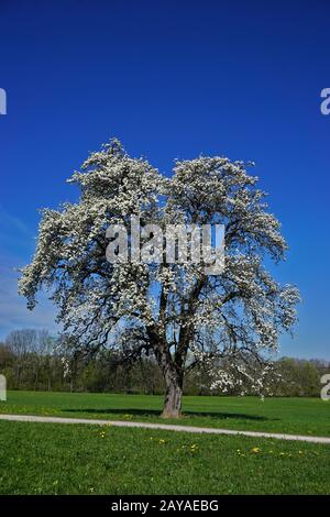 Pear tree blooming Stock Photo - Alamy