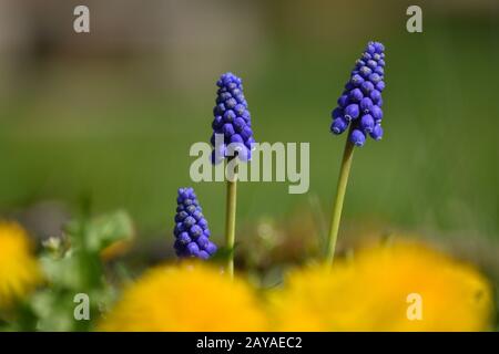 grape hyacinth, compact grape hyacinth Stock Photo - Alamy
