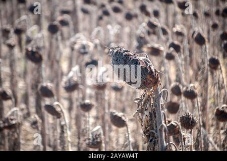 Dried sunflower field closeup in late summer sunny day Stock Photo - Alamy