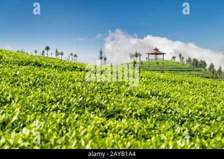 Fresh green tea farm Stock Photo - Alamy