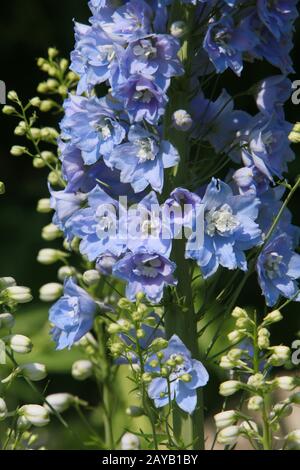 Violet flower of wild delphinium, larkspur flower, isolated on white ...