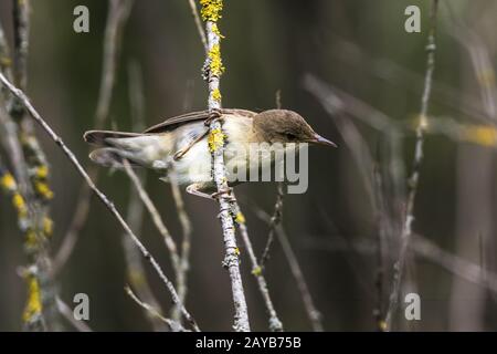 European reed warbler (Acrosephalus scirpaceus Stock Photo - Alamy