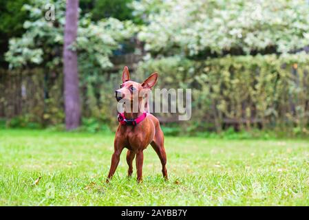 Red Miniature Pinscher Stock Photo - Alamy