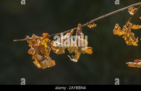 Withered oak leaves Stock Photo - Alamy