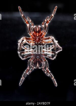 A Sydney Funnel Web Spider rears with fangs extended Stock Photo - Alamy