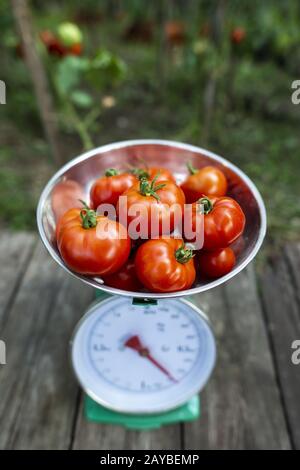 Tomatoes on scales in home organic garden. Measure tomatoes weight in ...