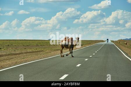 Camels cross the highway, Bactrian or two-humped camel Gobi desert ...