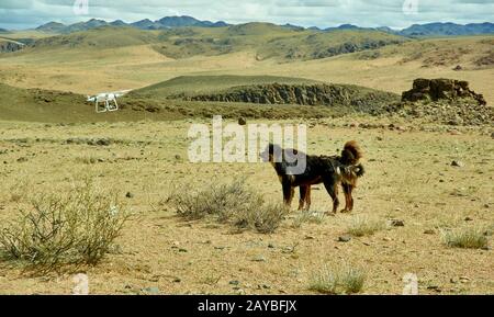Mongolian dogs and flying drone, Zavkhan River, river in the Govi-Altai ...