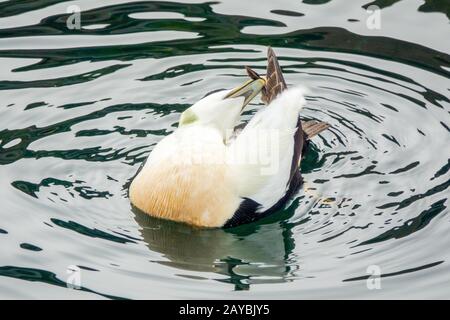 Common Eider drake Stock Photo - Alamy