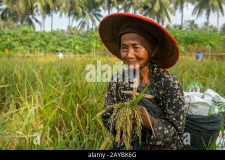 Farmers harvest rice in the field in Linhai City, east China's Zhejiang ...