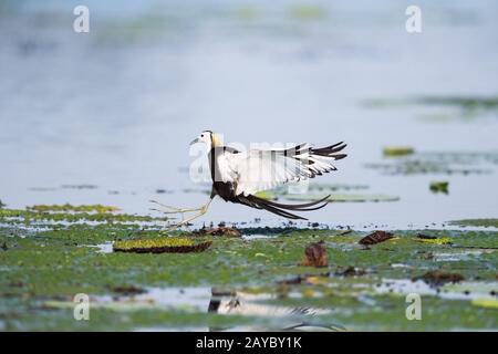 Beautiful Pheasant-tailed jacana bird in flight, flying over the ...