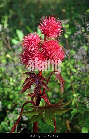 Ricinus Communis Sanguineus Castor oil plant Italy Stock Photo - Alamy