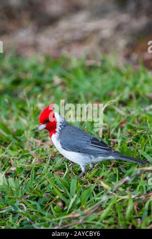 Red-crested Cardinal (Paroaria coronata) in Argentina Stock Photo - Alamy