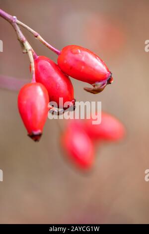 Briar, wild rose hip shrub Stock Photo - Alamy